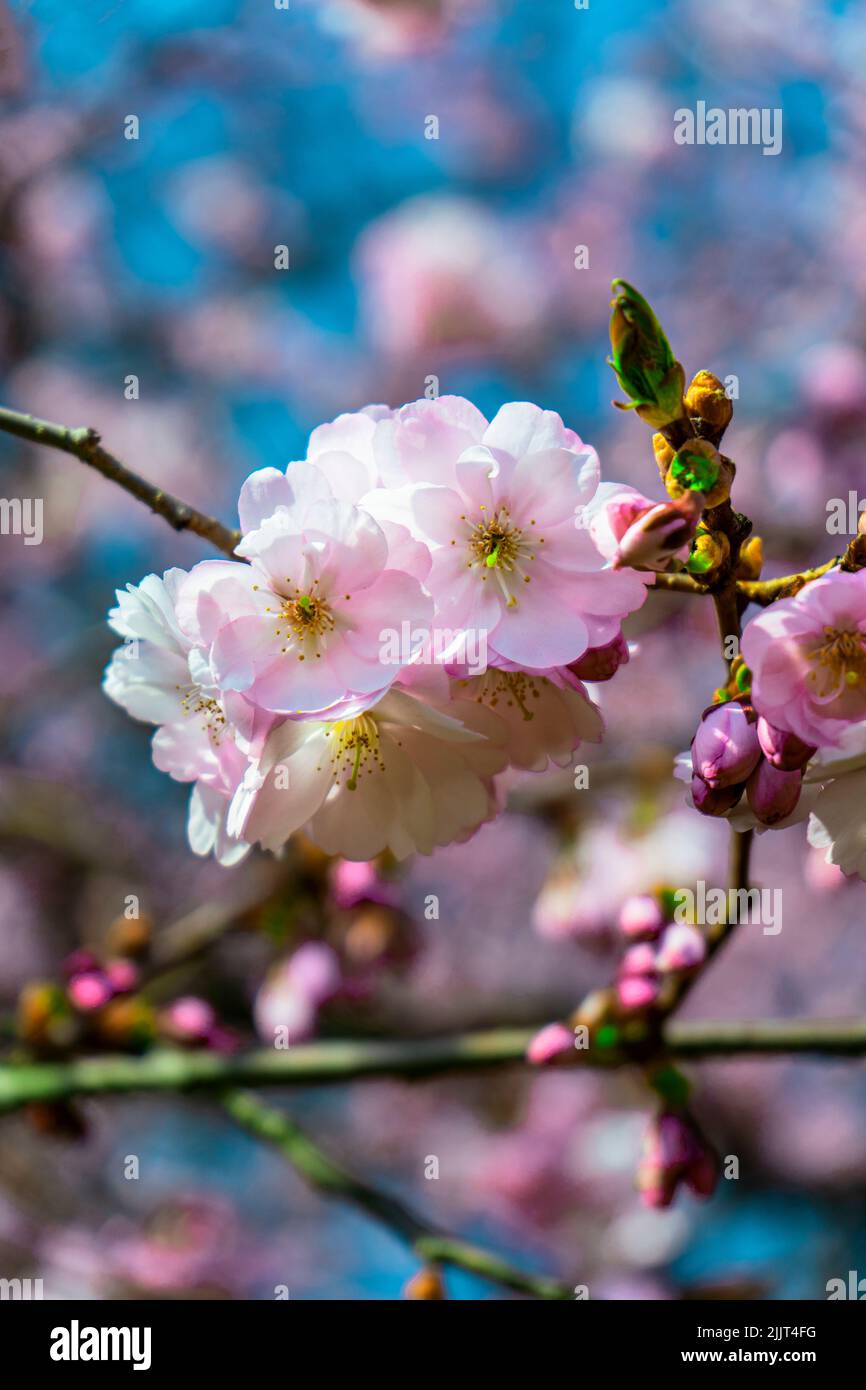 Cherry Tree Blossoms Up Close