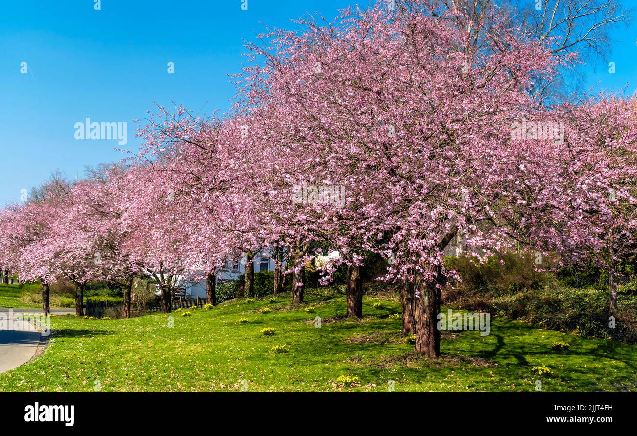 Pink sakura trees in hi-res stock photography and images - Alamy
