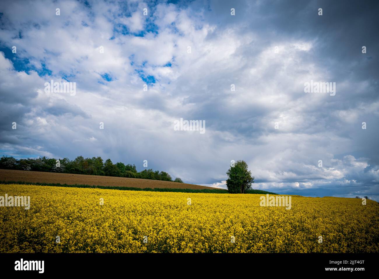 A single tree in a yellow rapeseed field under a cloudy sky Stock Photo ...
