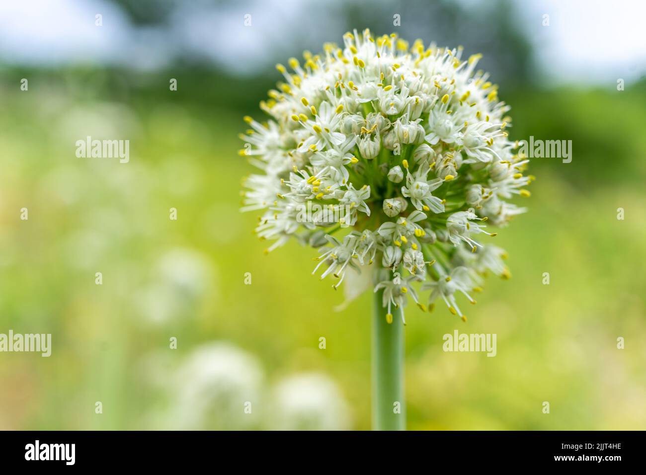 Garlic flower. Plant and grow at home. Garlic seeds. Rural natural ...