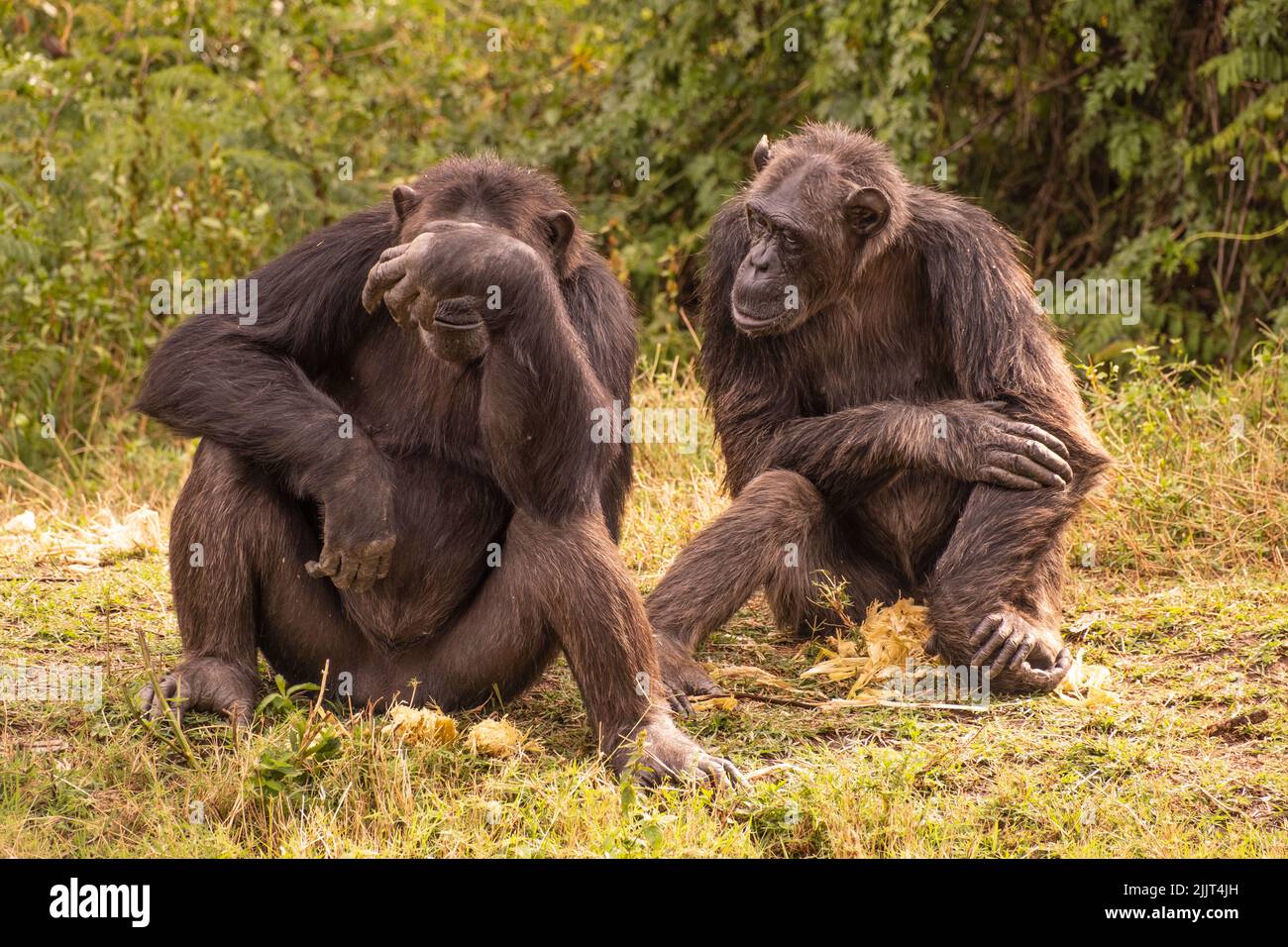 Chimps sitting and talking together.in wilderness of Kenya Stock Photo ...