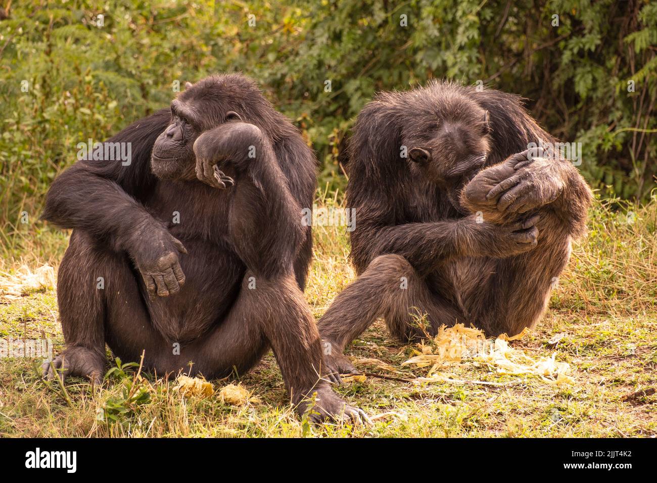 Chimps sitting and talking together.in wilderness of Kenya Stock Photo ...