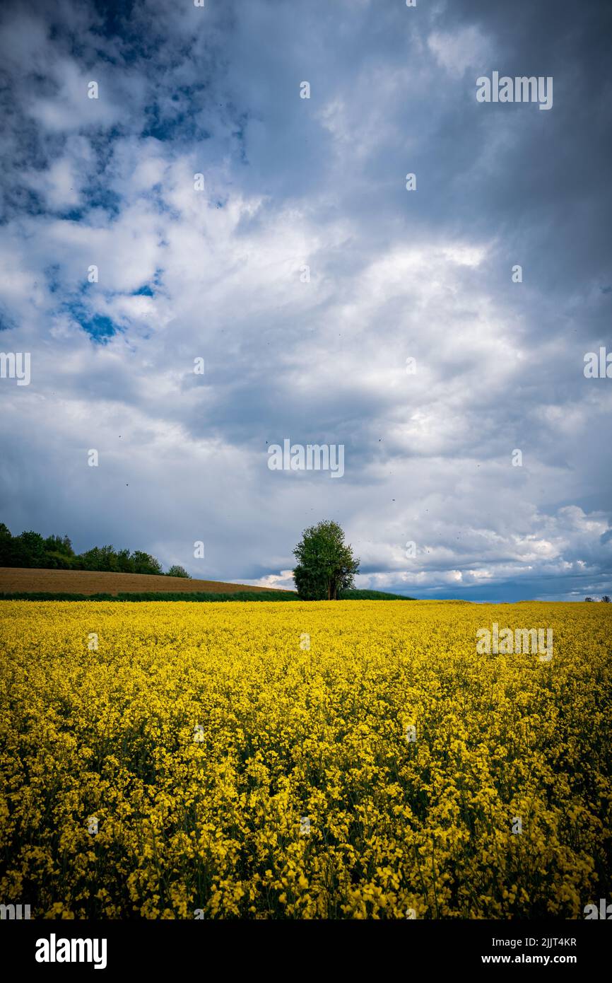 A vertical shot of a single tree in a yellow rapeseed field under a ...