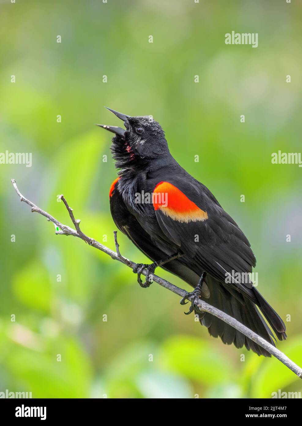 A vertical shot of a red winged blackbird screaming Stock Photo - Alamy
