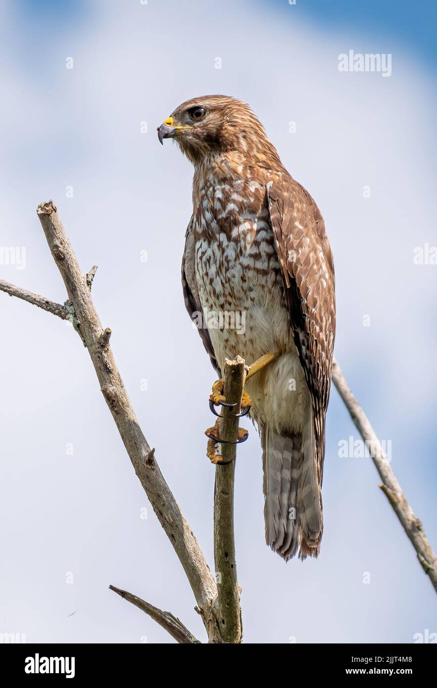 A vertical shot of a red shouldered hawk on a bran Stock Photo - Alamy