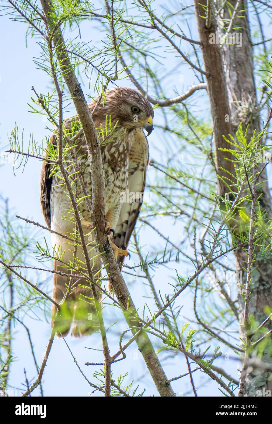 A vertical shot of a red shouldered hawk on a branch Stock Photo - Alamy