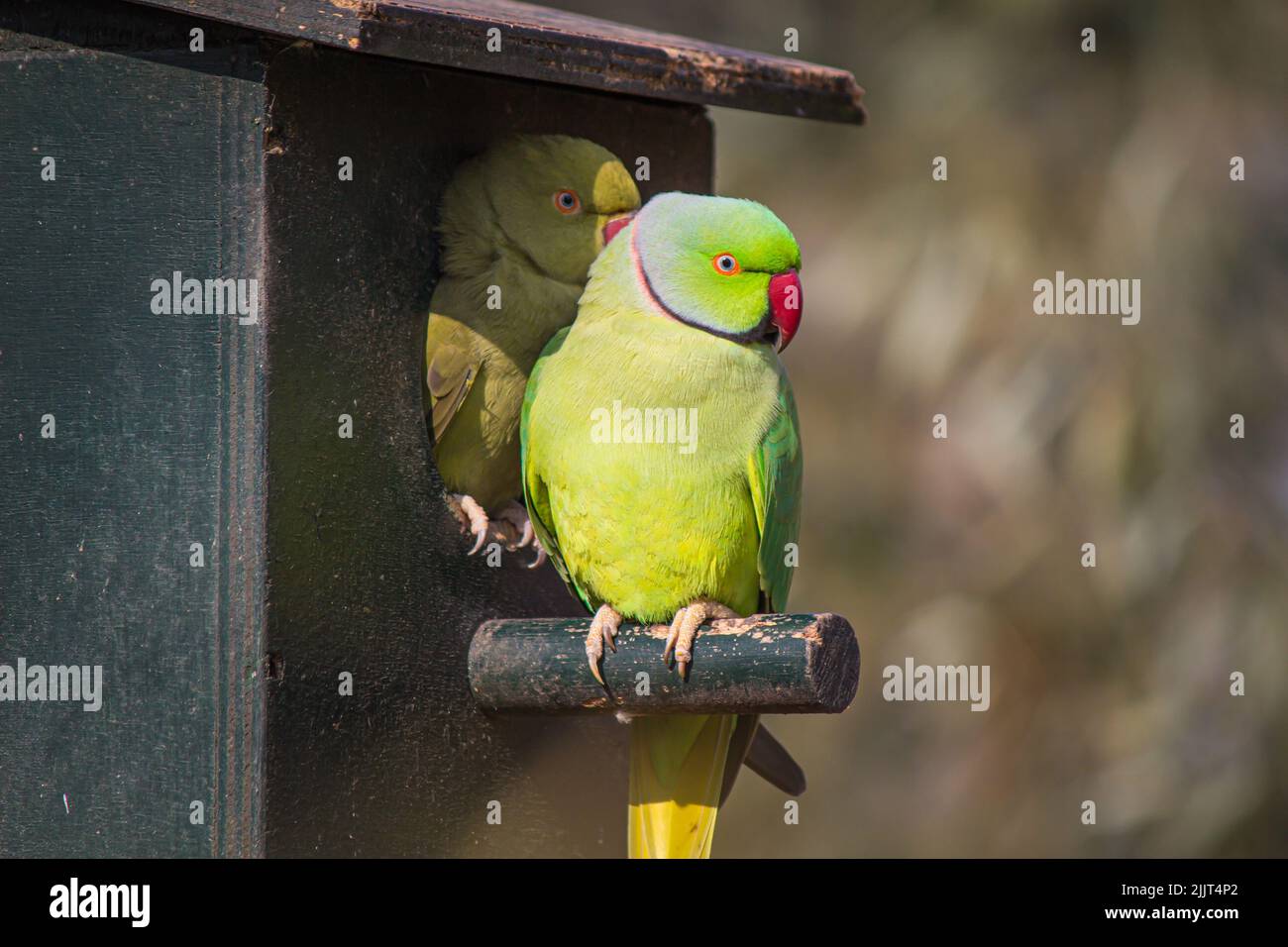 The rose-ringed parrots in a wooden nesting house on a blurred ...