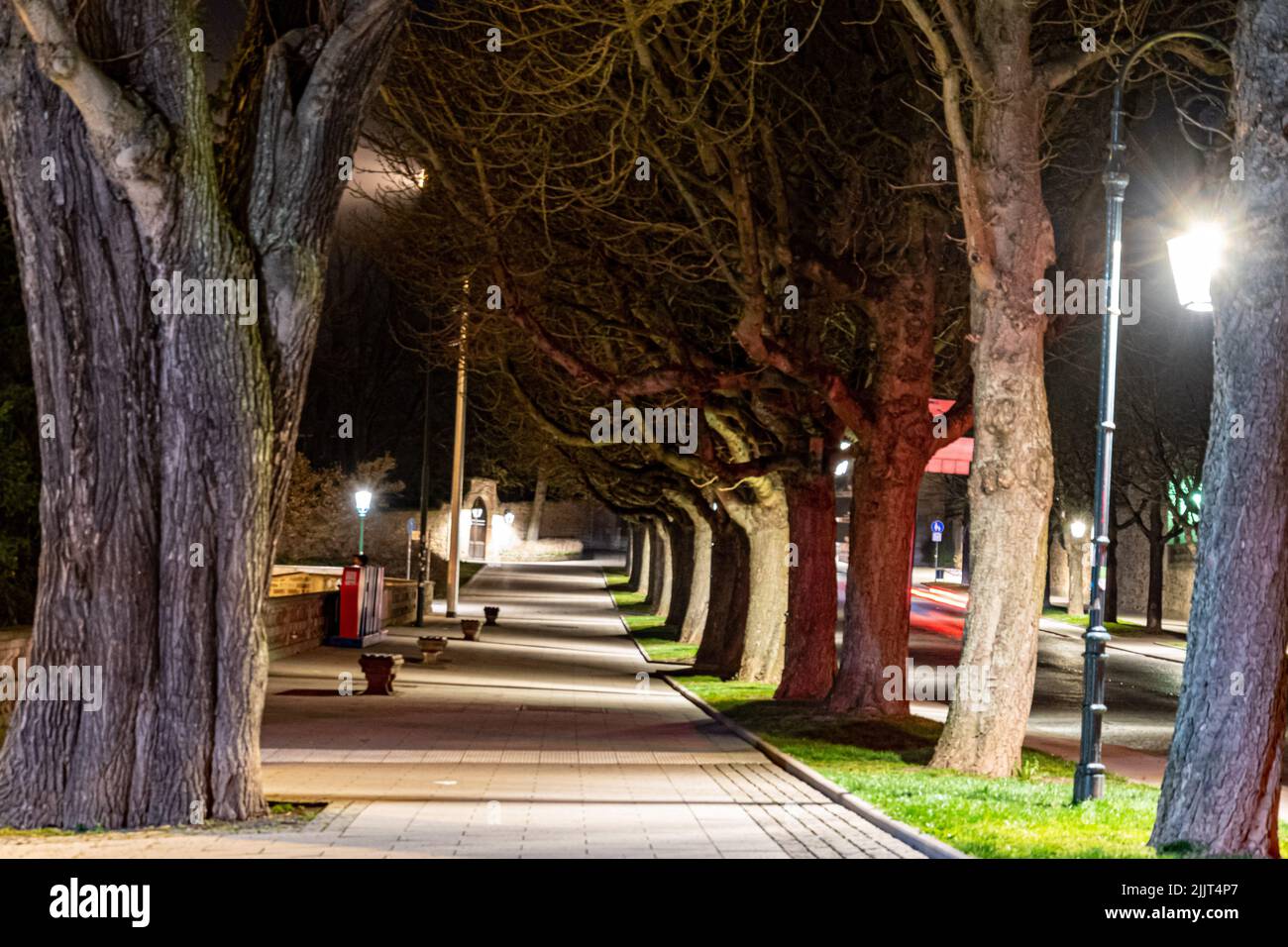 A walking path surrounded by leafless trees in the park in the night ...
