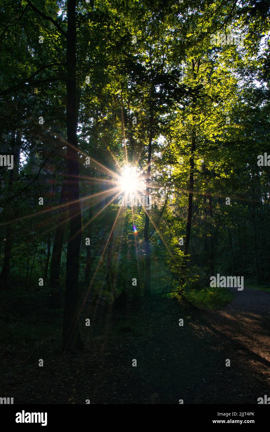A beam of light through the trees in a forest Stock Photo - Alamy