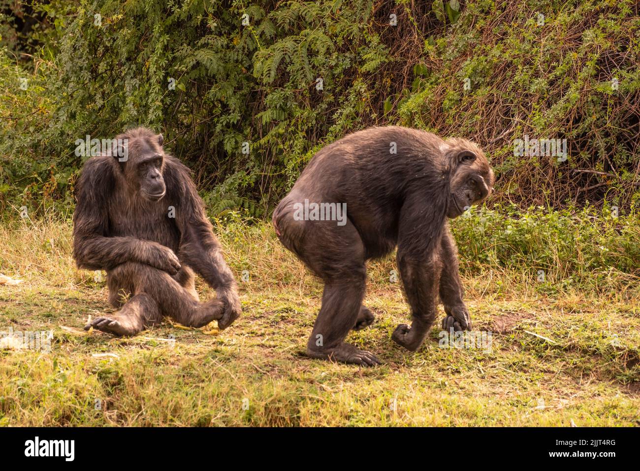 Chimps sitting and talking together.in wilderness of Kenya Stock Photo ...
