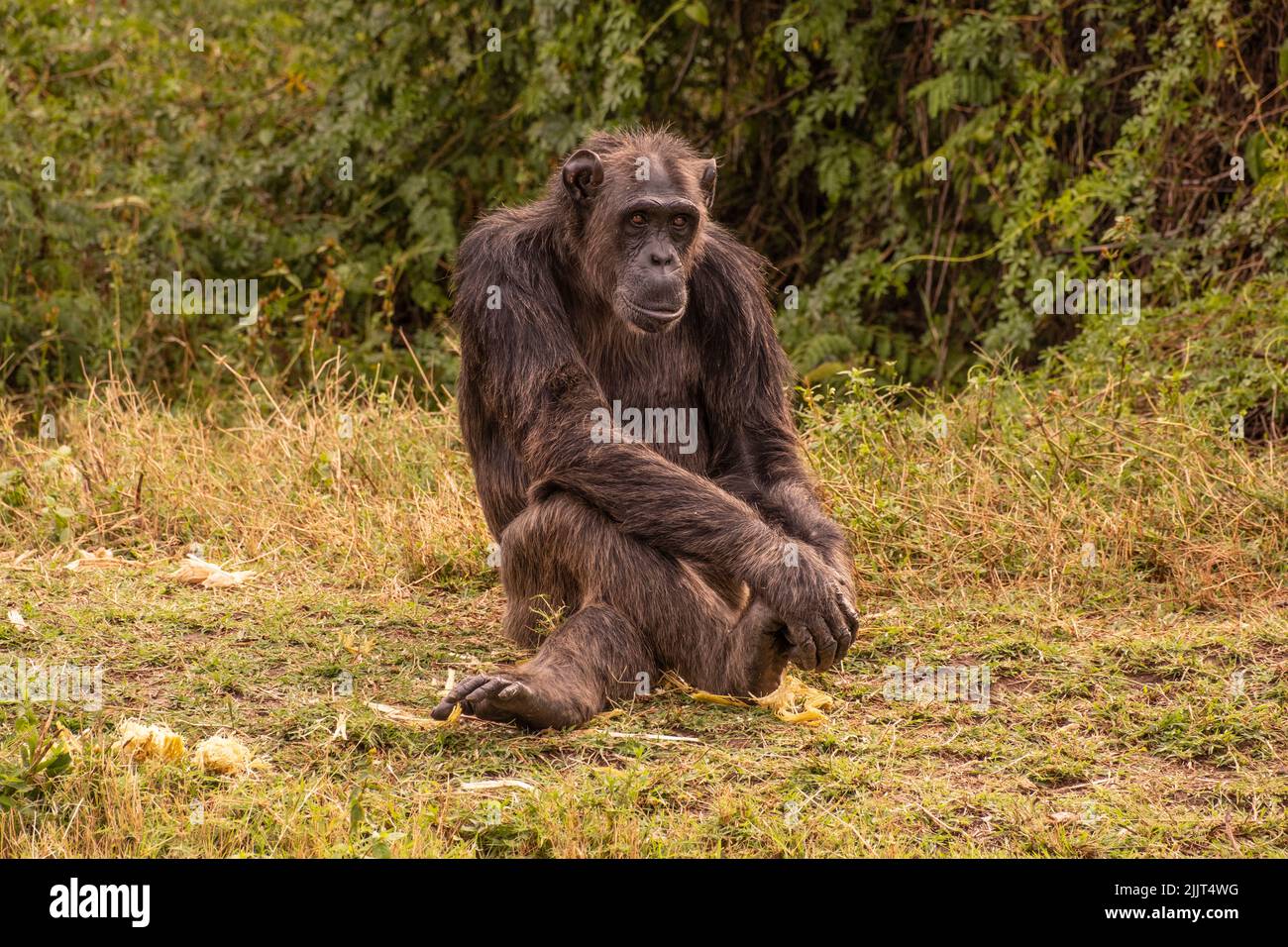 Friendly species hi-res stock photography and images - Alamy