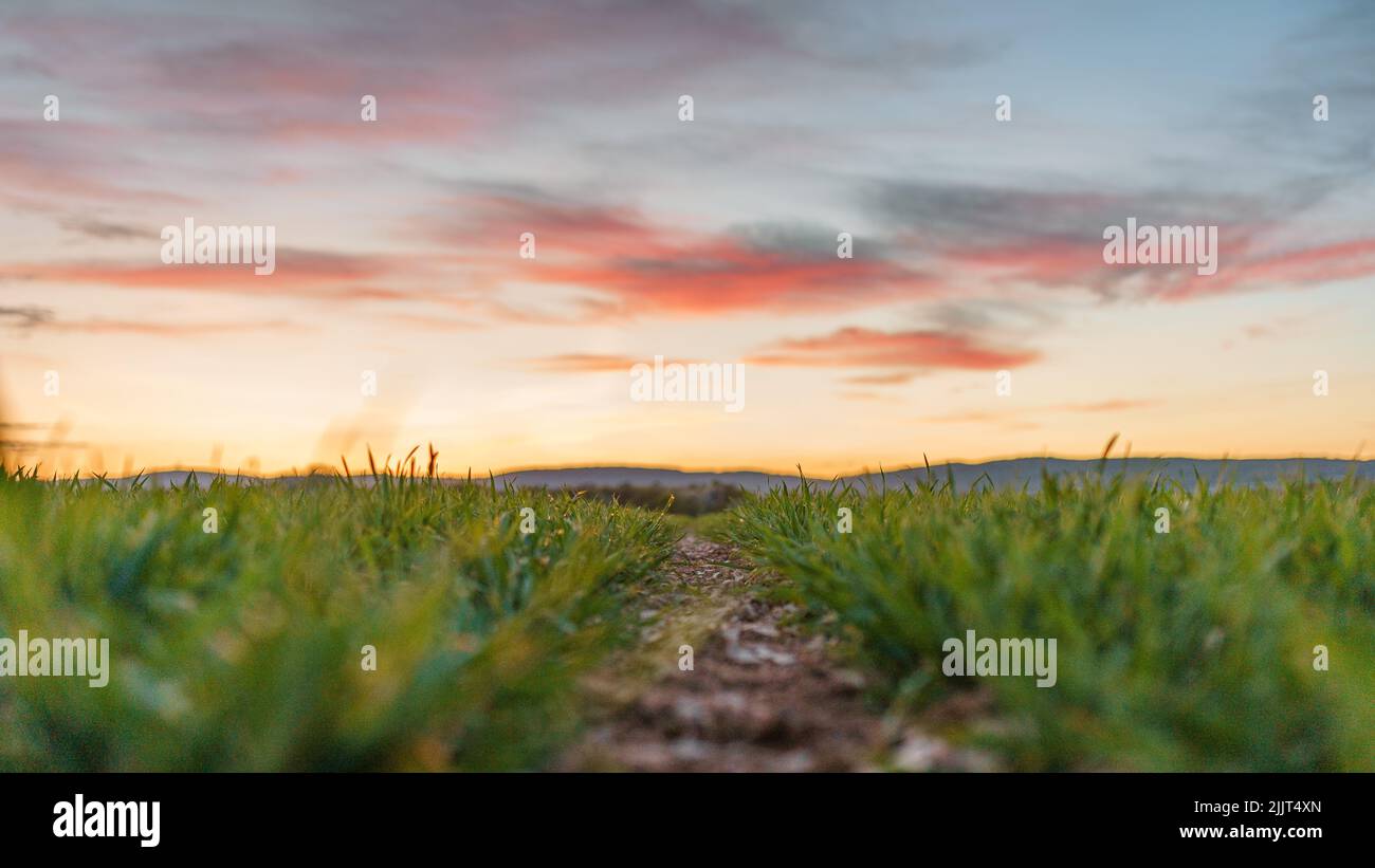 A beautiful view of a sunset from a grass field Stock Photo - Alamy