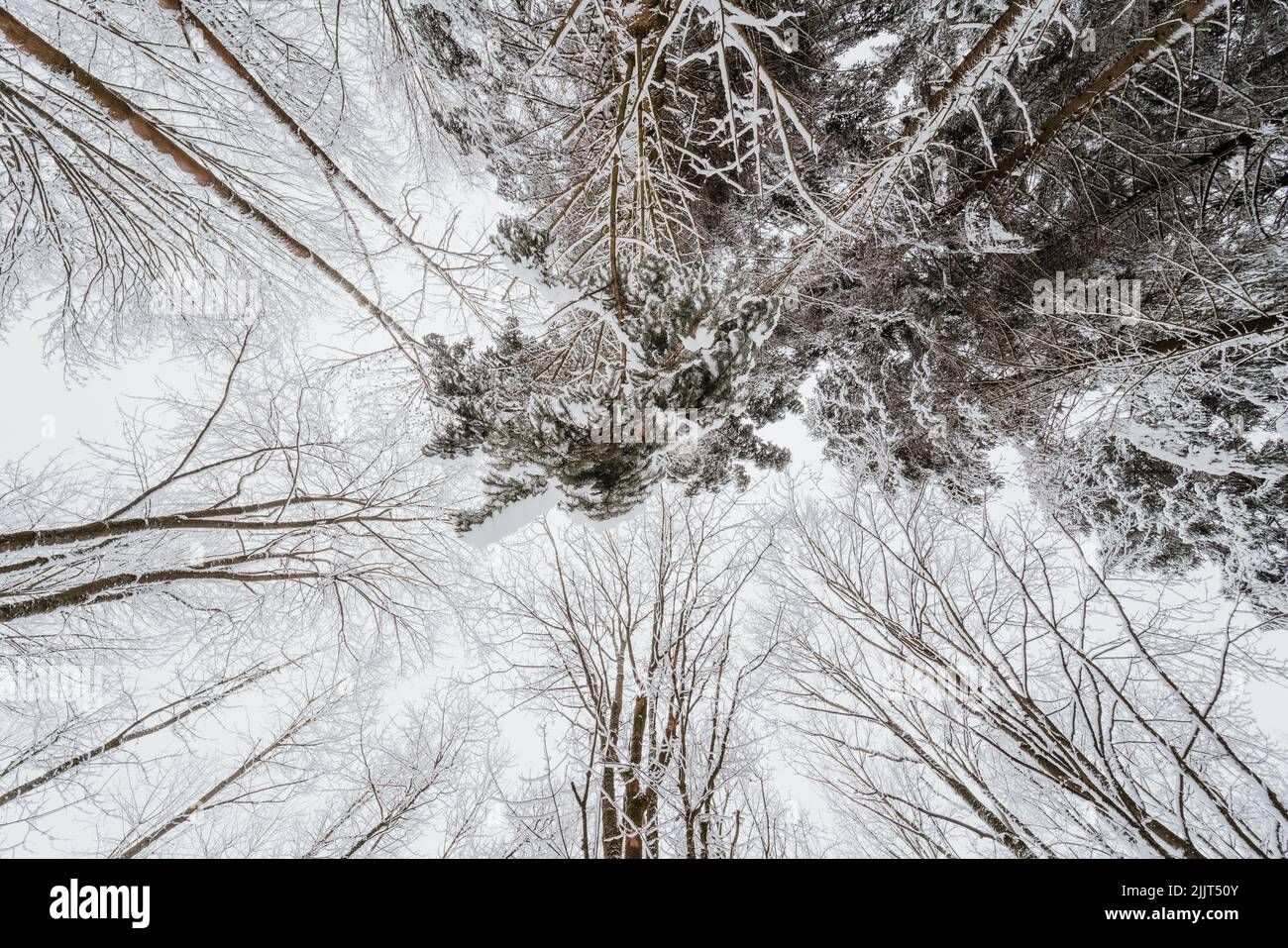 Huge trees hi-res stock photography and images - Alamy
