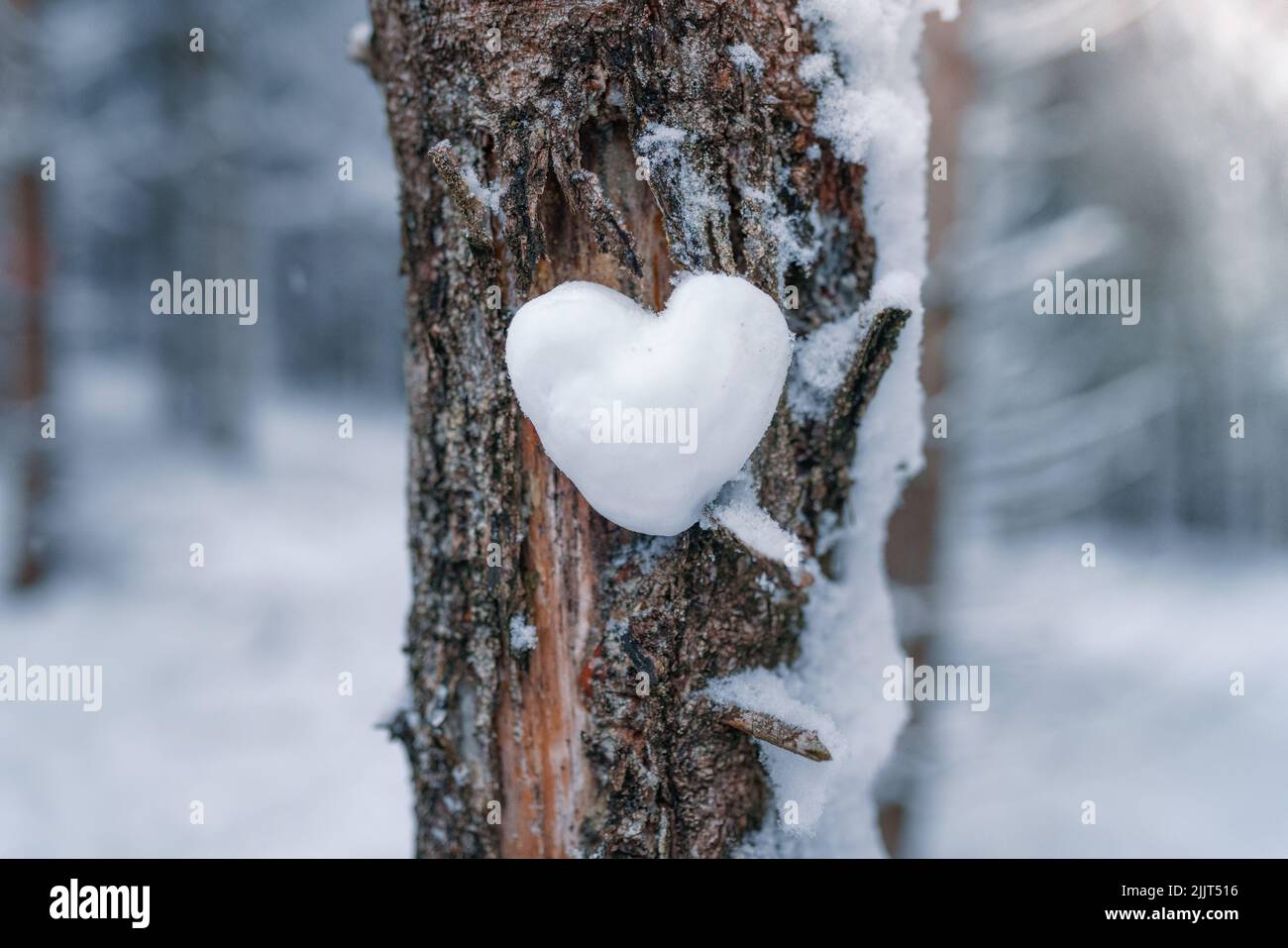 A closeup of a snowy heart symbol on a tree trunk on a blurred ...