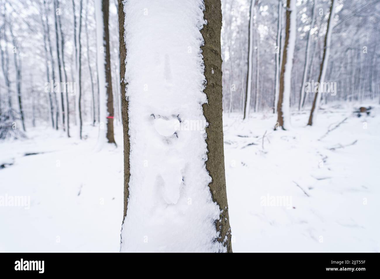 A I love U writing on a tree covered with snow in a forest full of tall ...