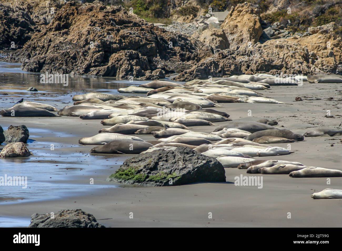 A bunch of seals laying on the shore of Morrow Bay near the water over ...