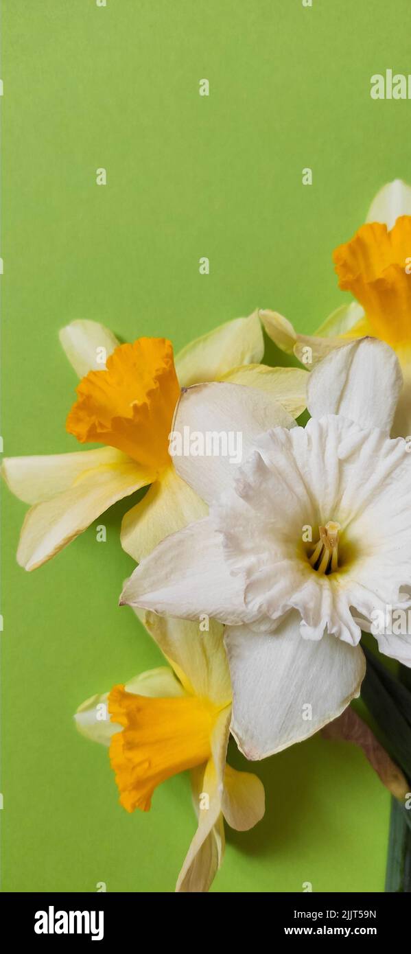 A vertical top view of Daffodils on green background Stock Photo - Alamy
