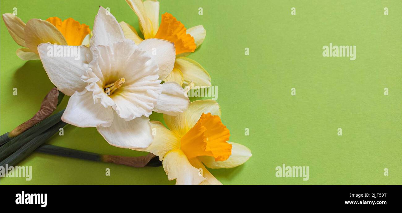 A top view of Daffodils on a green background Stock Photo - Alamy