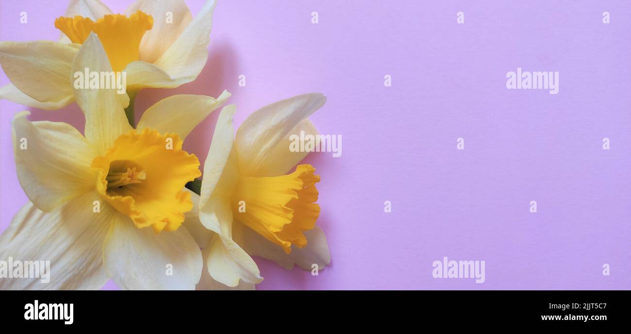 A top view of Daffodils on a pink background Stock Photo - Alamy