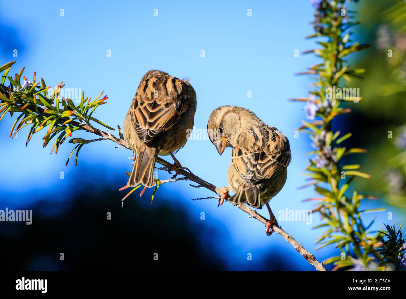 Closeup shot two sparrows hi-res stock photography and images - Alamy