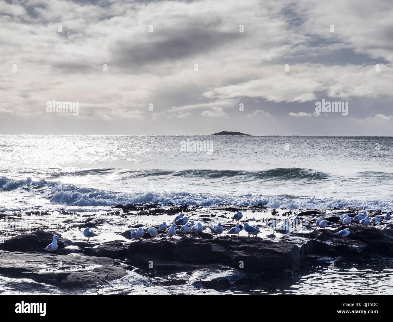 Seagull life cycle hi-res stock photography and images - Alamy