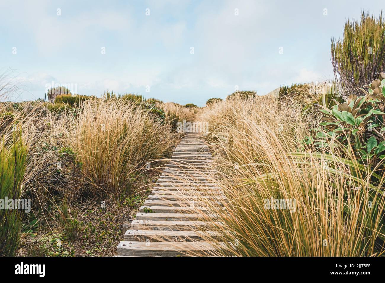 A natural view of a wooden pathway in Egmont-National park, New Zealand ...