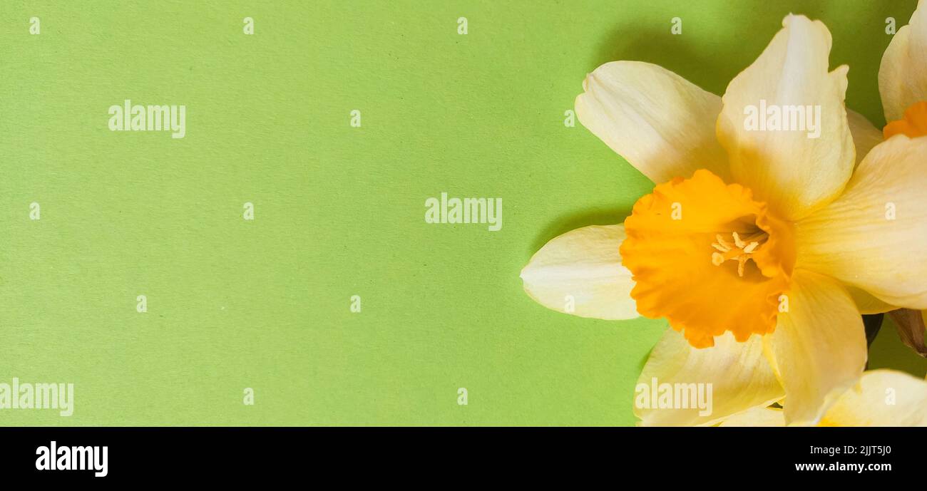 Beautiful daffodil flower hi-res stock photography and images - Alamy