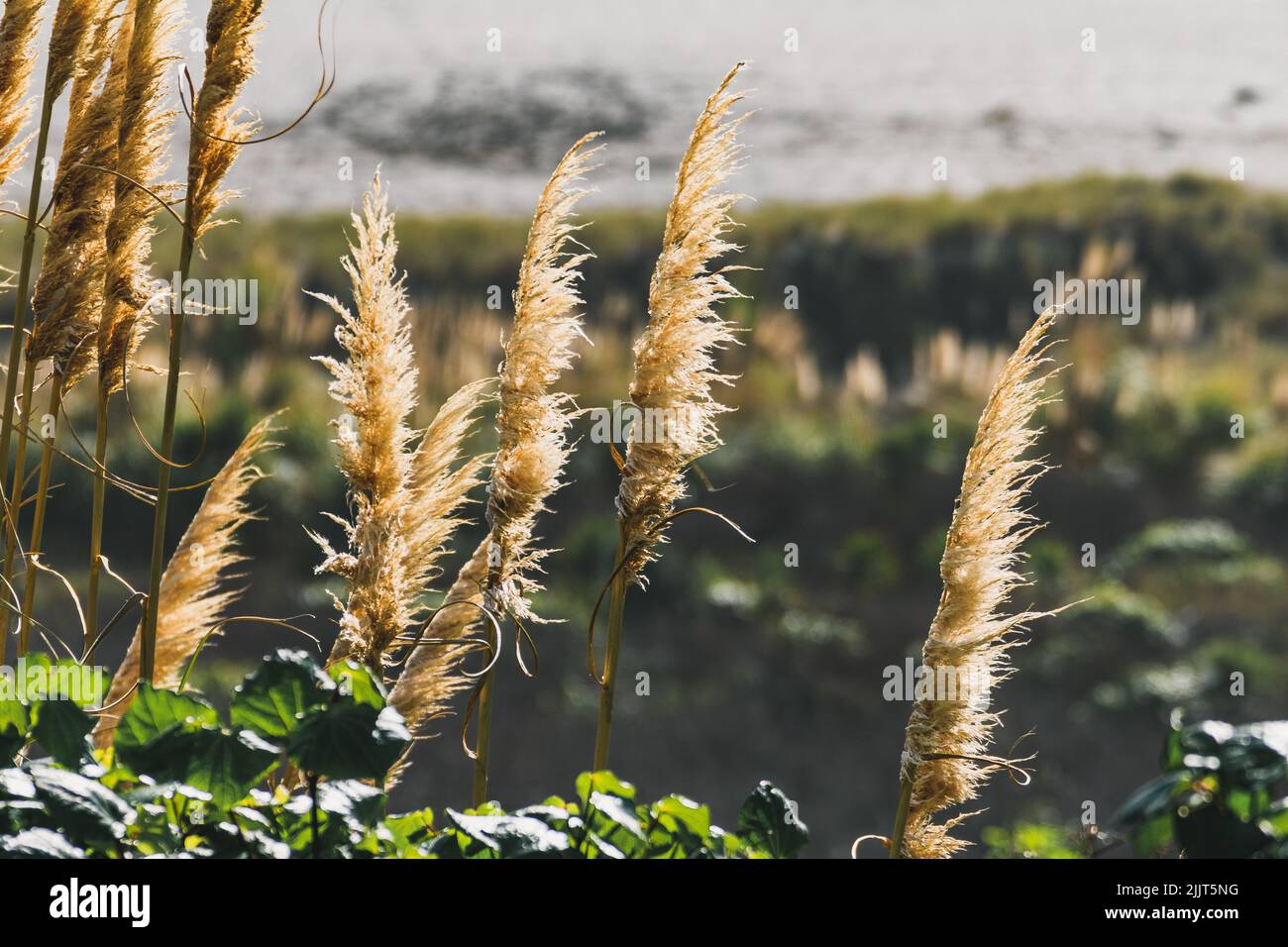 Pampas grass field hi-res stock photography and images - Alamy