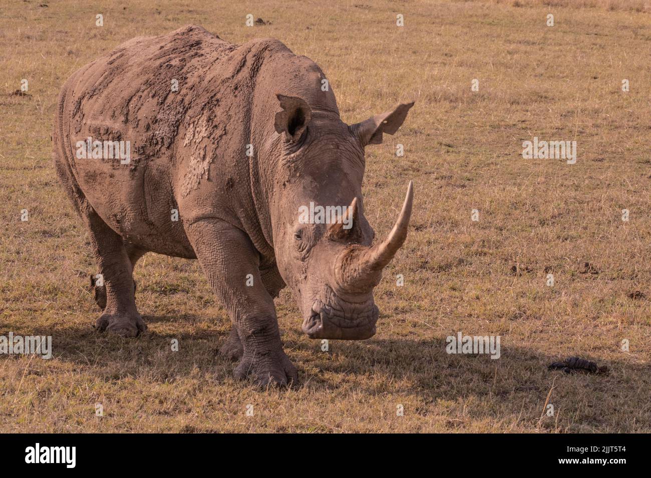 Rhino in the wilderness of Kenya under protection Stock Photo - Alamy