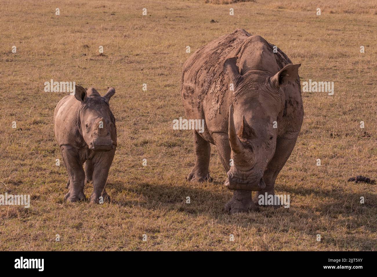 Rhino in the wilderness of Kenya under protection Stock Photo - Alamy