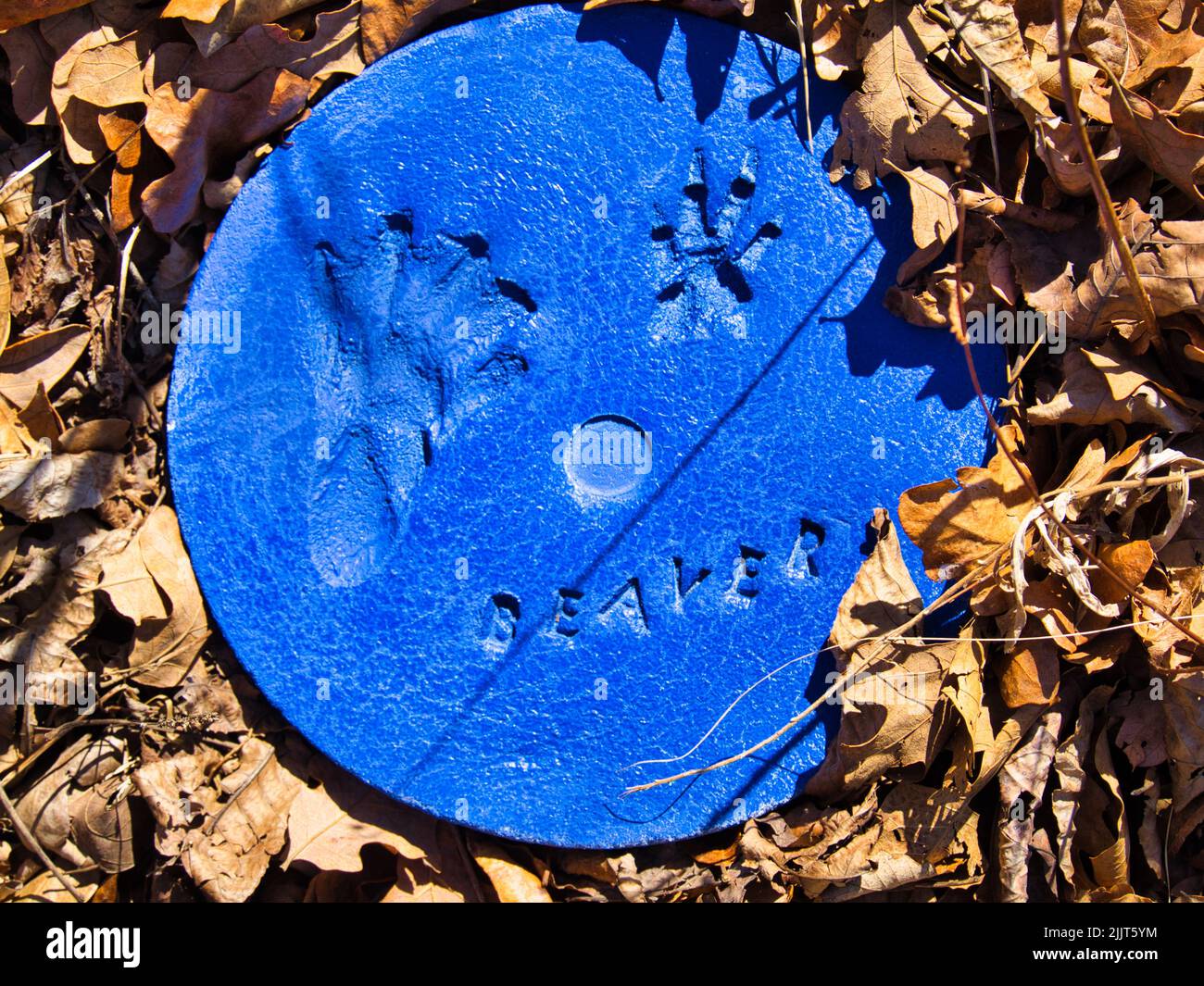 A blue plastic circle with beaver footprints in Overland Park, USA ...