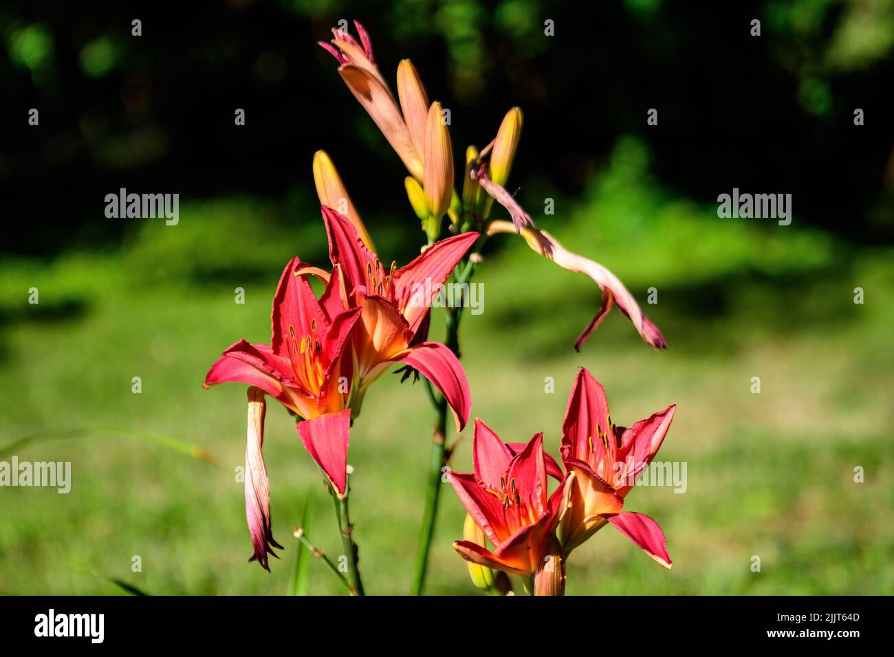 Many small vivid red flowers of Lilium or Lily plant in a British ...