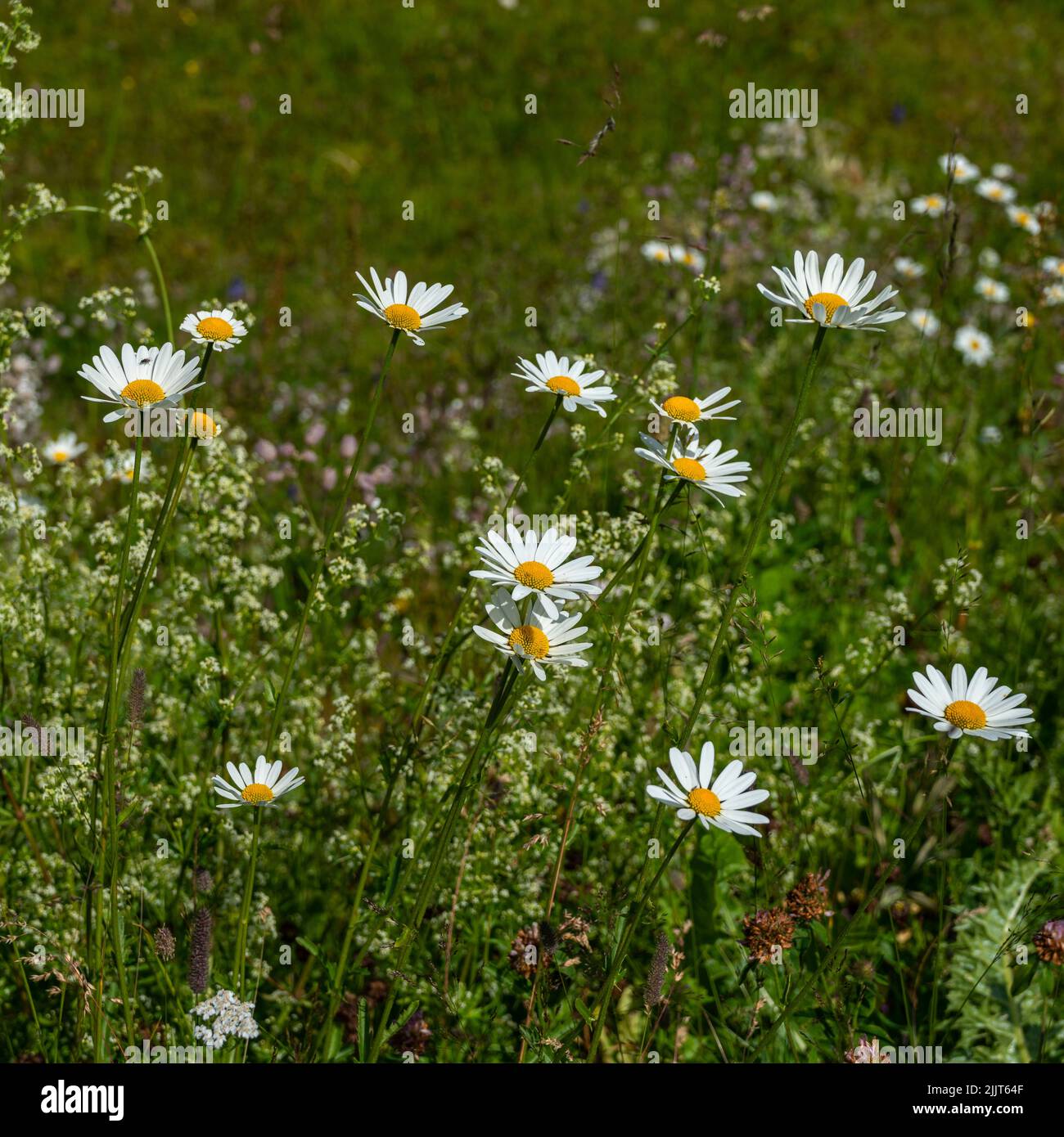 viele weisse Margeriten auf einer Alpwiese auf dem Schafberg von ...