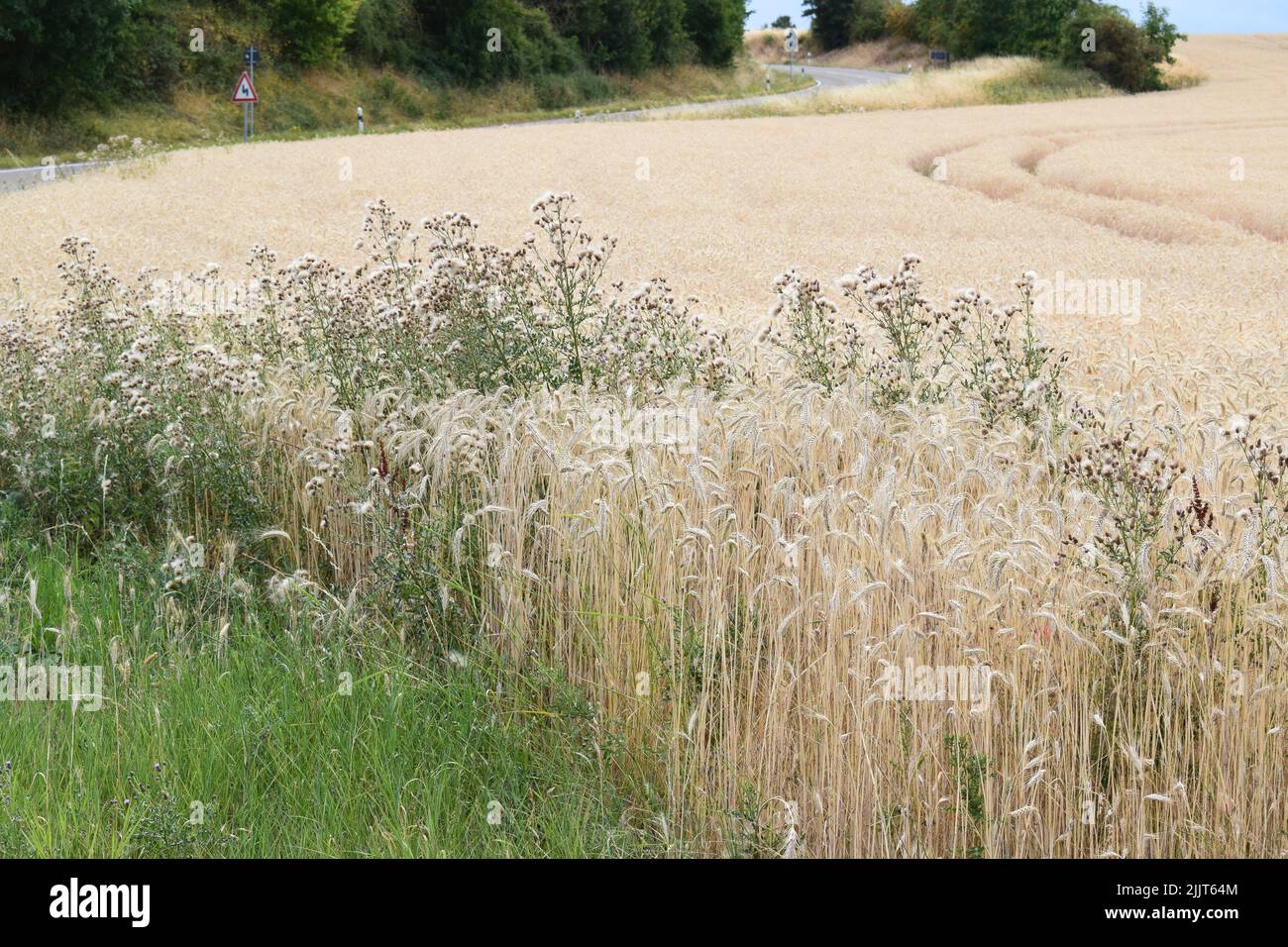 ripe field with flowers in the grain Stock Photo - Alamy
