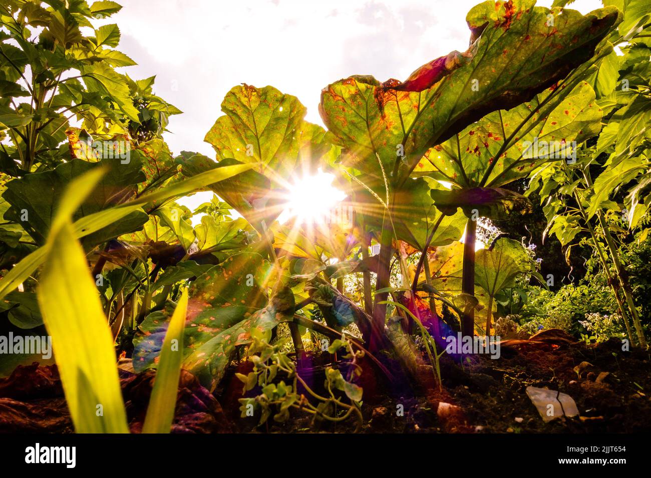 Beautiful garden under sun hi-res stock photography and images - Alamy