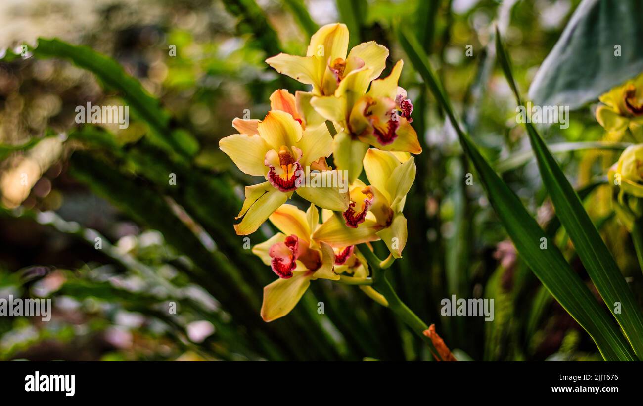 Yellow orchids purple background hi-res stock photography and images ...