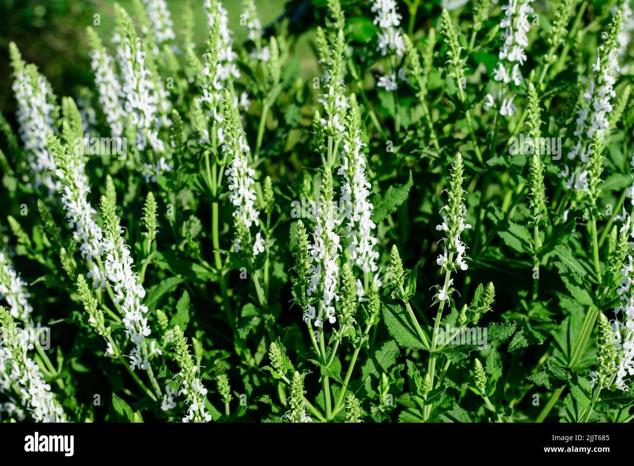 Large evergreen shrub with flowers of Salvia White Rain (Whorled Sage ...