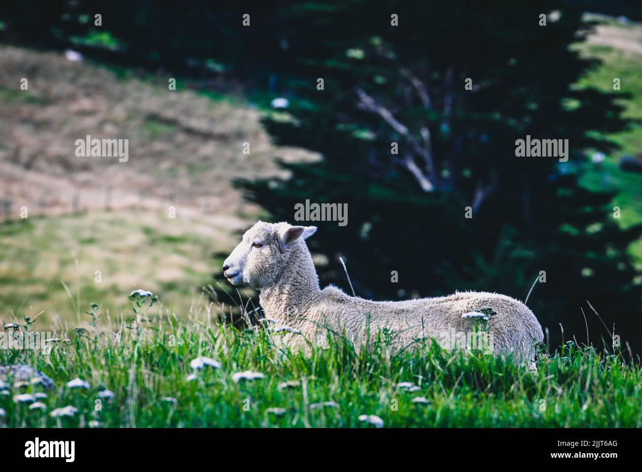 Romney sheep hi-res stock photography and images - Alamy