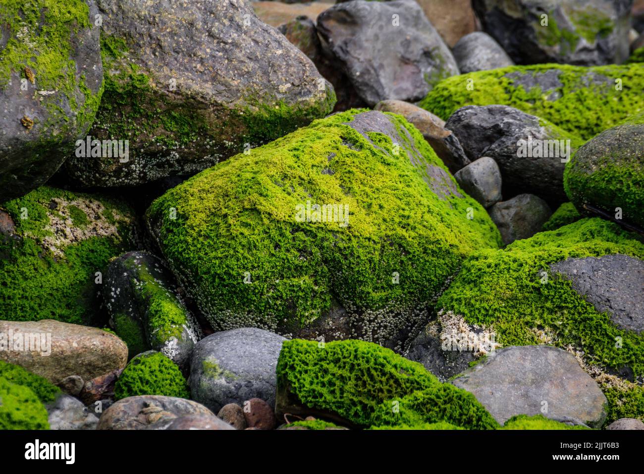 Beautiful rock and moss scene hi-res stock photography and images - Alamy