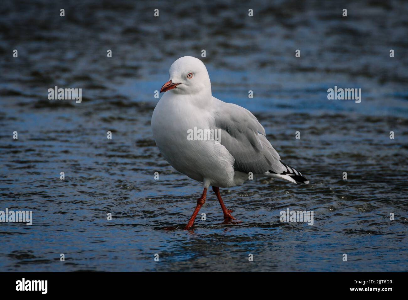 An adorable Red-billed gull in the blue shallow lake Stock Photo - Alamy