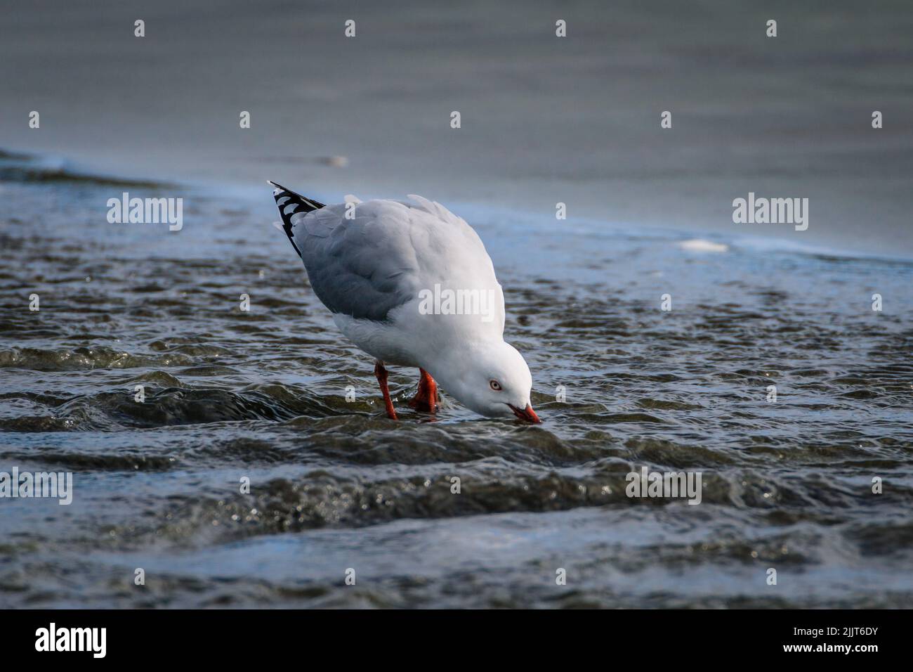 An adorable Red-billed gull drinking water the blue shallow lake Stock ...