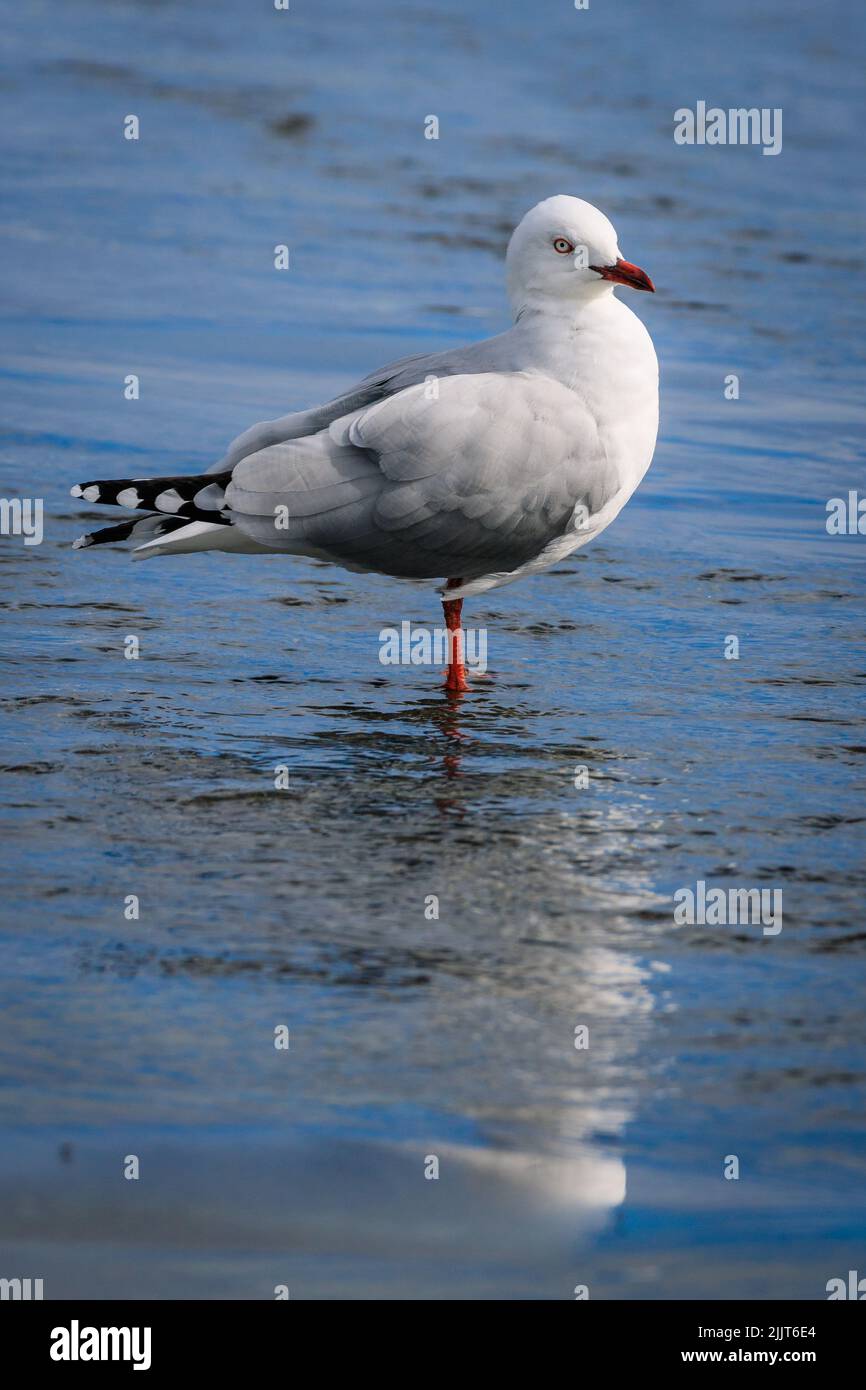 An adorable Red-billed gull in the blue shallow lake Stock Photo - Alamy