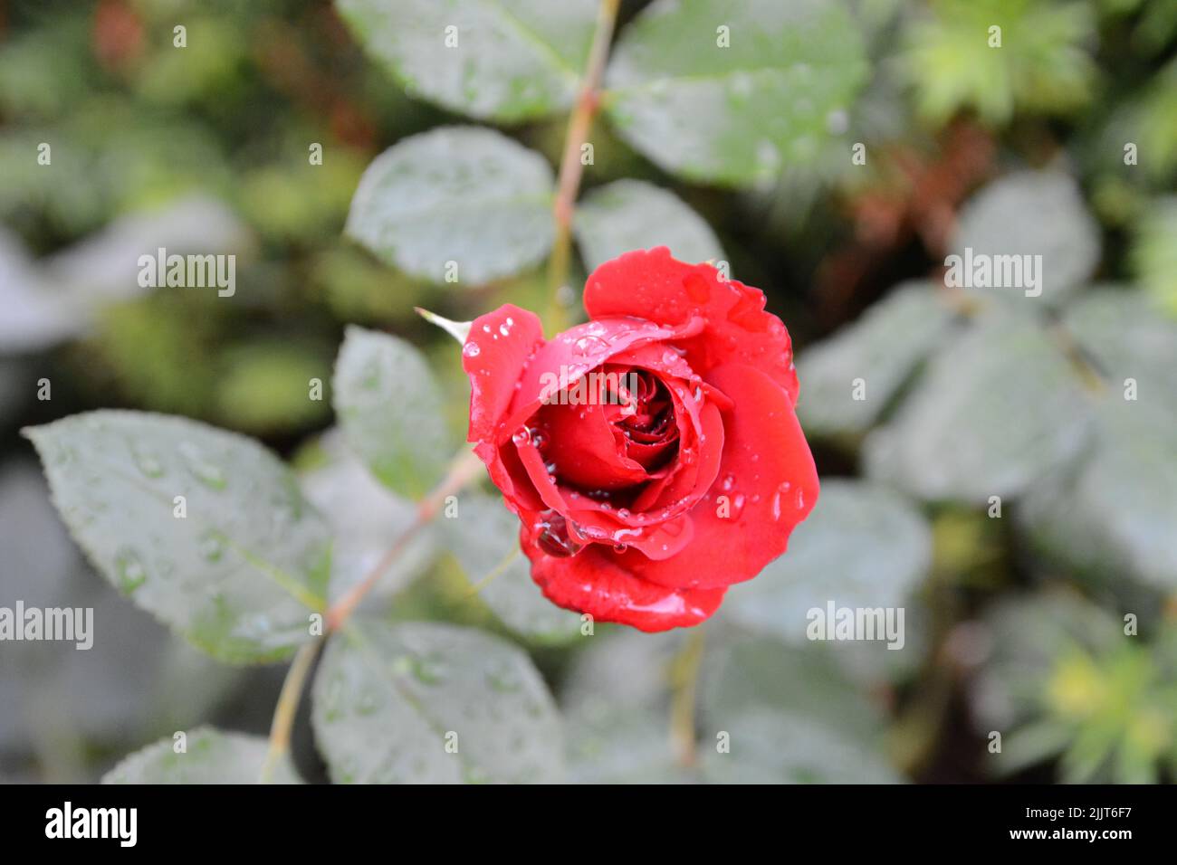 Wet rose petals hi-res stock photography and images - Alamy