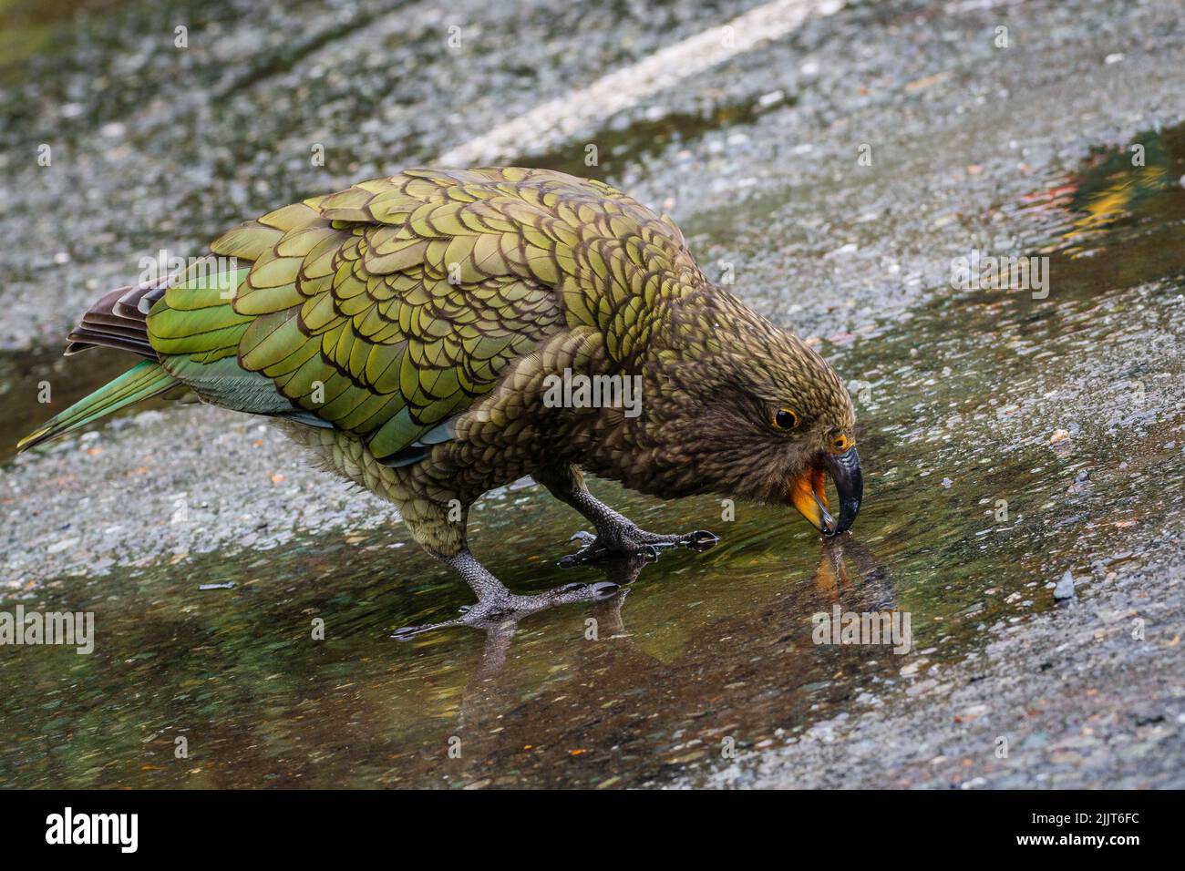 Colorful parrot drink water hi-res stock photography and images - Alamy