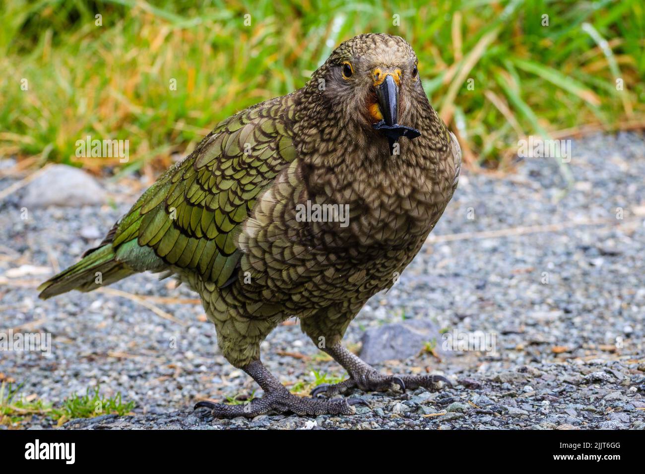 Colorful parrot species hi-res stock photography and images - Alamy