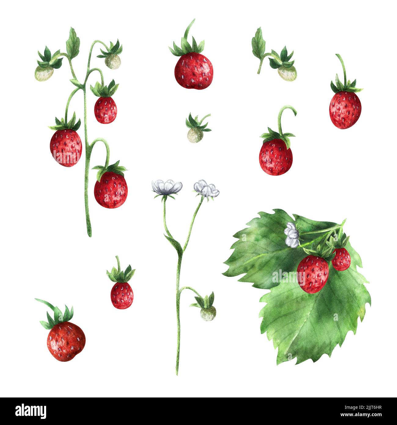 Set of Strawberries watercolor. Hand-drawn watercolour illustration ...