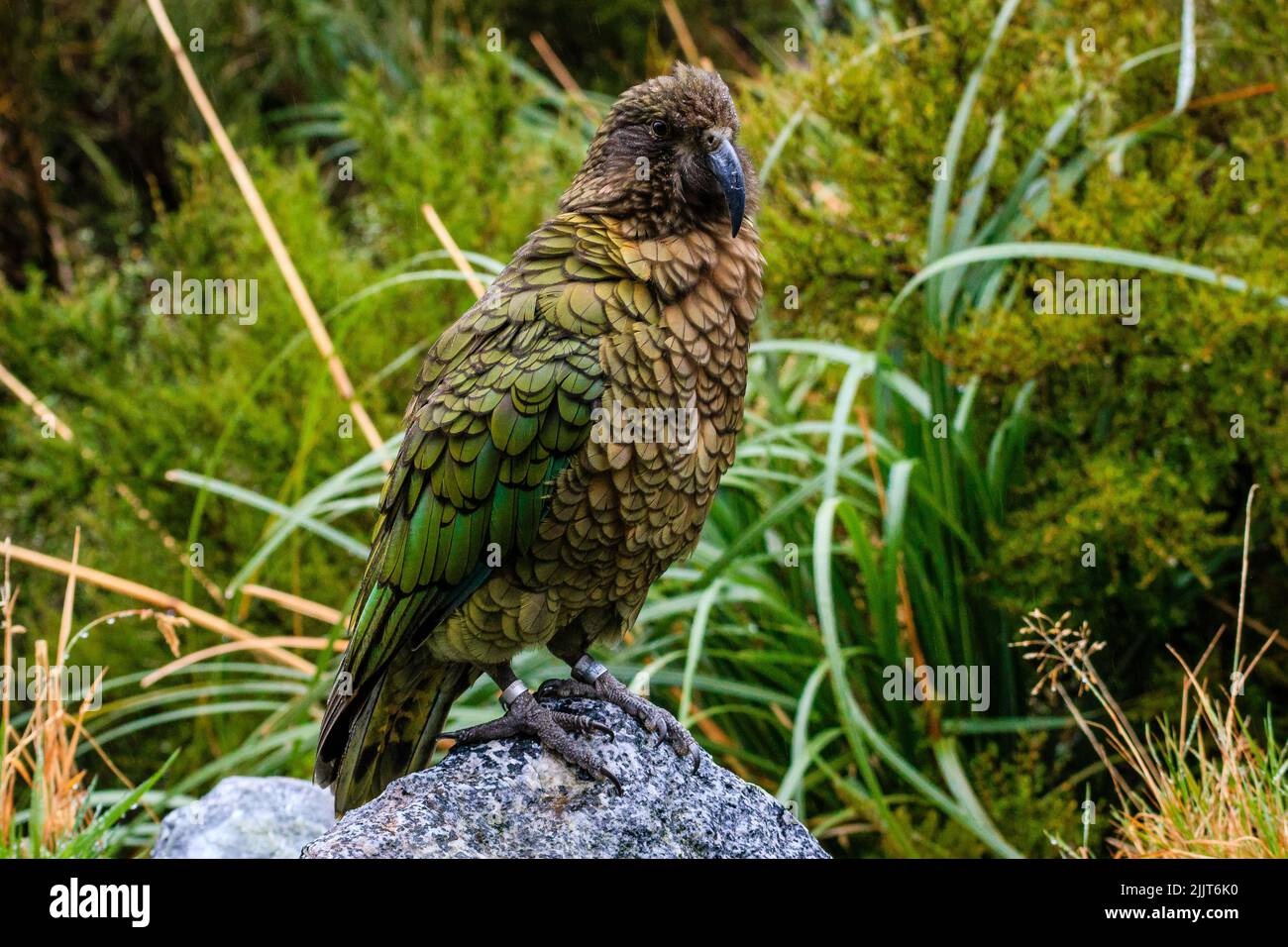 Kea new zealand hi-res stock photography and images - Alamy