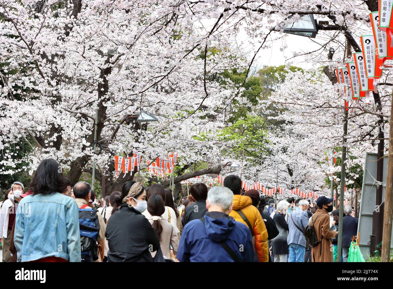 A beautiful shot of cherry blossom in Ueno Temple in Japan Stock Photo ...
