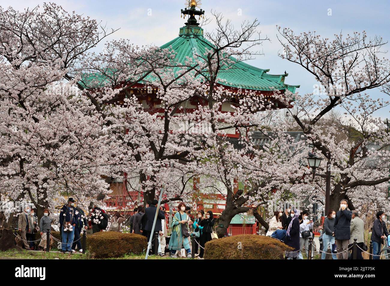 A beautiful shot of cherry blossom in Ueno Temple in Japan Stock Photo ...