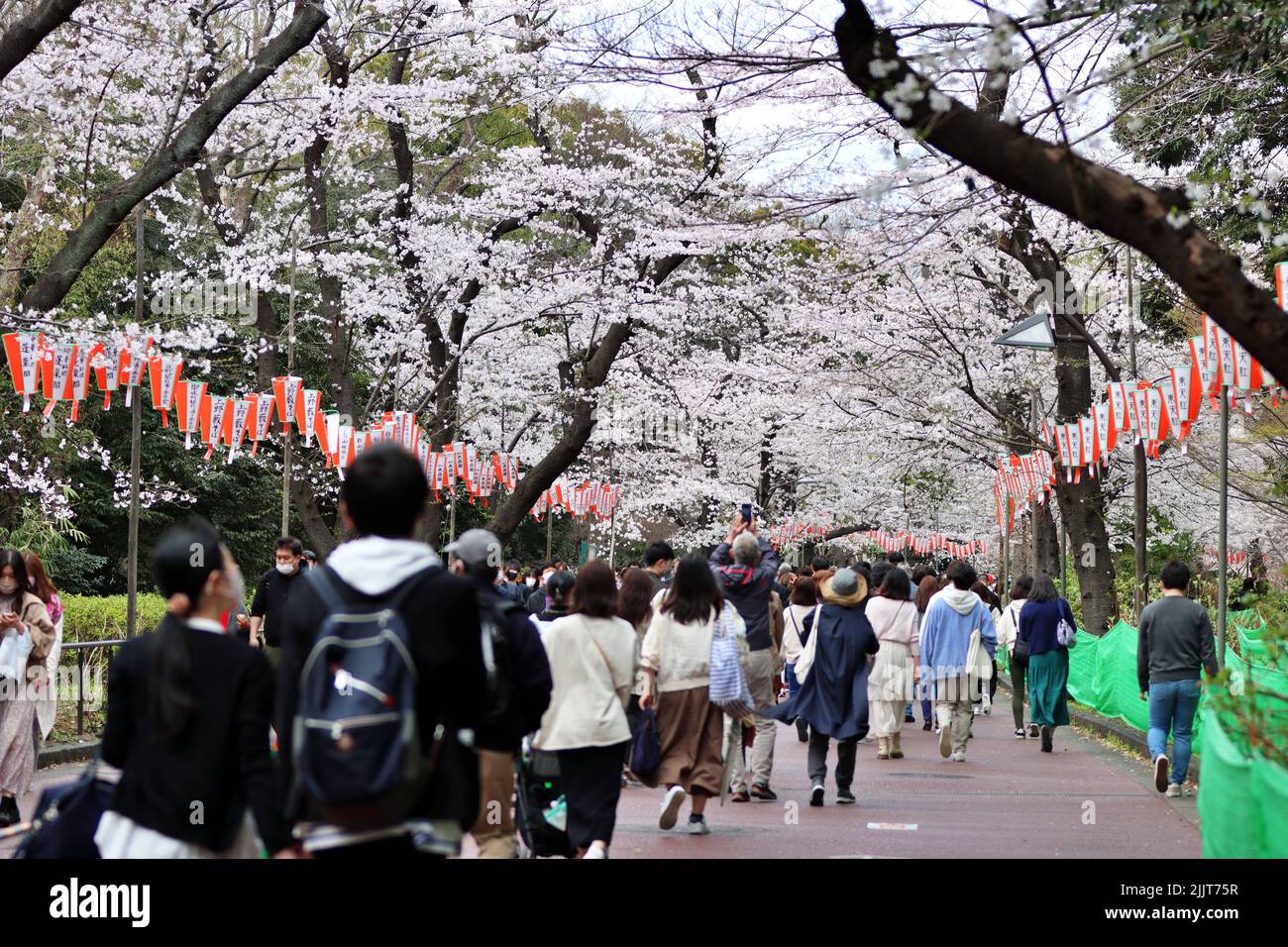 A beautiful shot of cherry blossom in Ueno Temple in Japan Stock Photo ...
